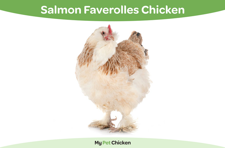 Our Blog - My Pet Chicken