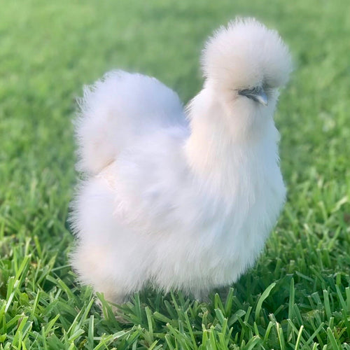 Fluffy Chicken