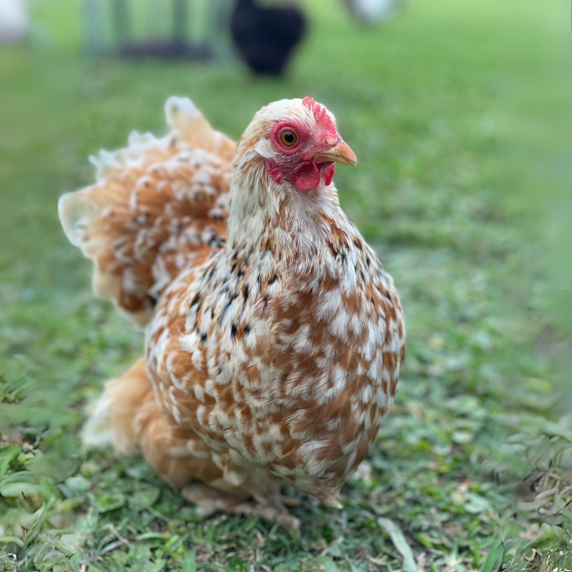 Live Animals - Tax Exemption - My Pet Chicken