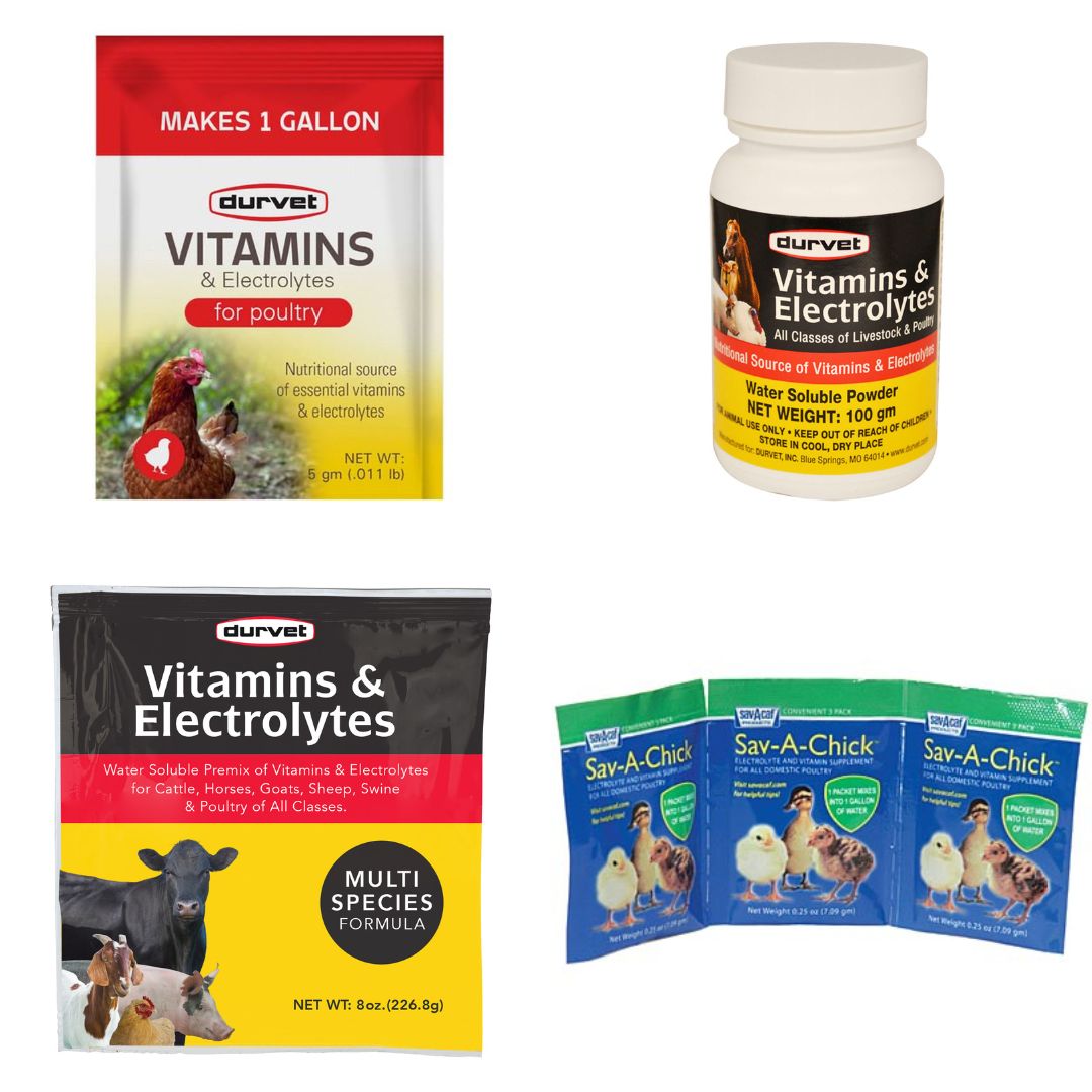 Electrolytes - My Pet Chicken