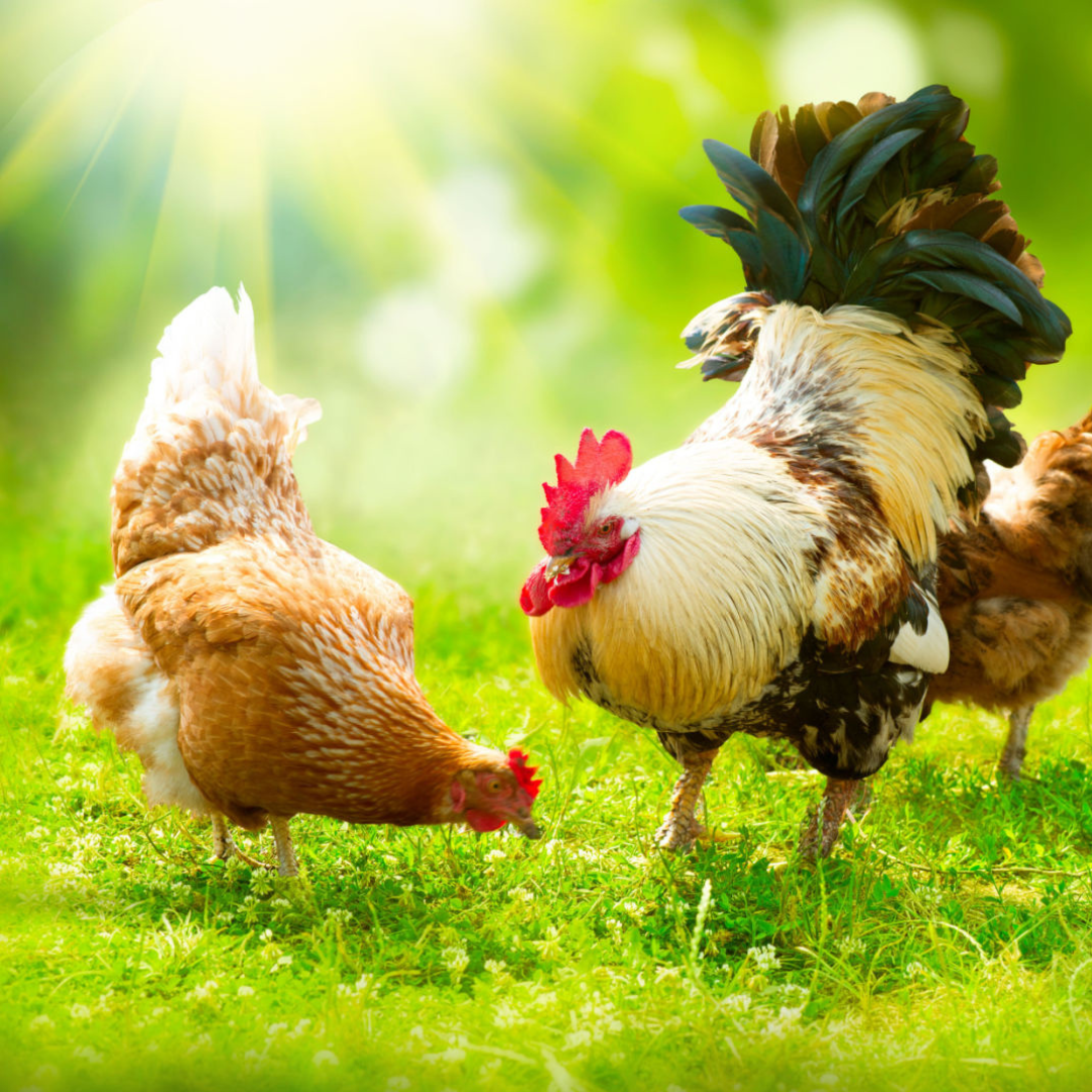 Warm Weather Supplies - My Pet Chicken