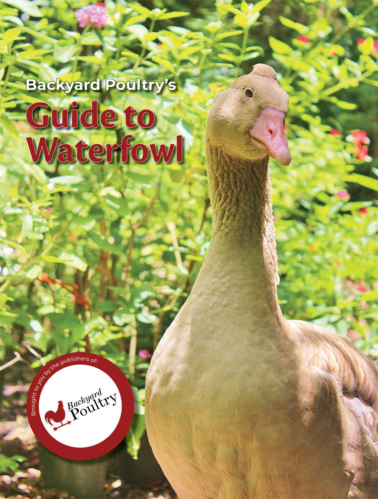 Backyard Poultry's Guide to Waterfowl - My Pet Chicken