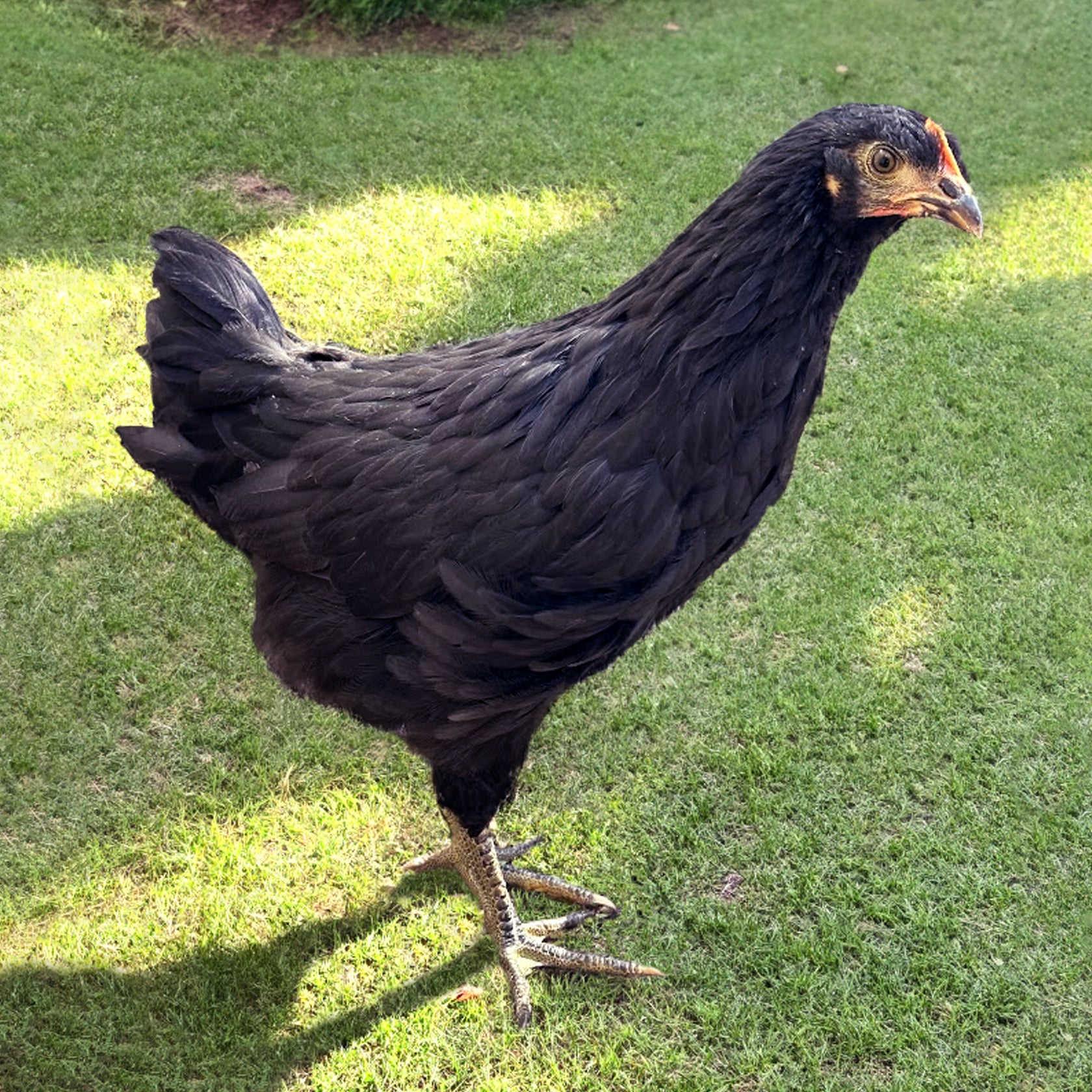 Baby Chicks: Ameribella - My Pet Chicken