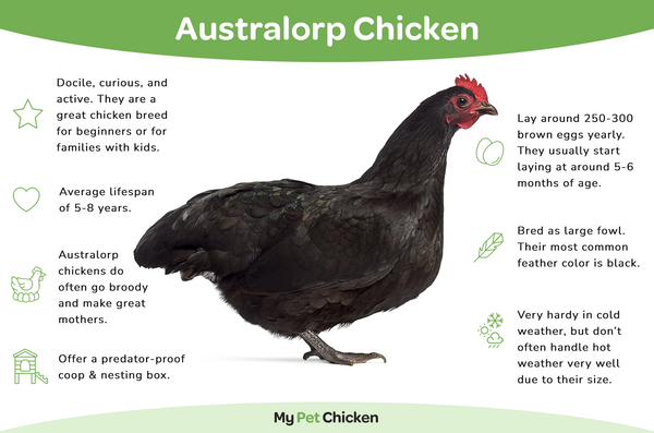 Australorp Egg Color