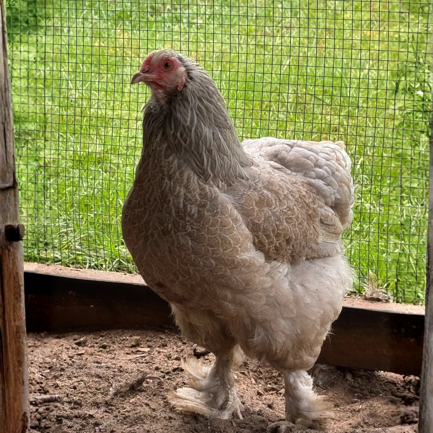 Hatching Eggs: Blue/Black/Splash Silver/Gold Partridge Brahma, Flock ...