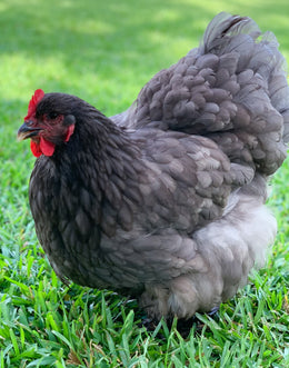 Baby Chicks: Rare Breed Assortment - My Pet Chicken