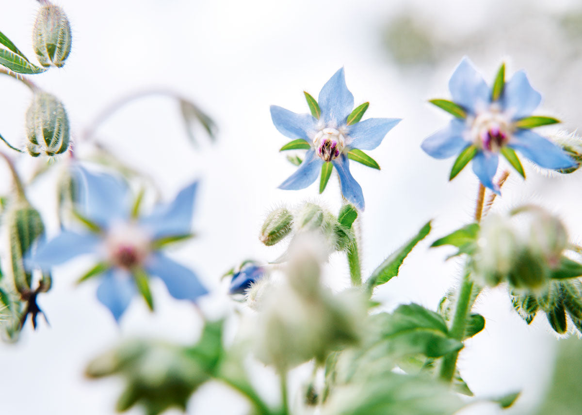 Edible Petals - Seed Collection - My Pet Chicken