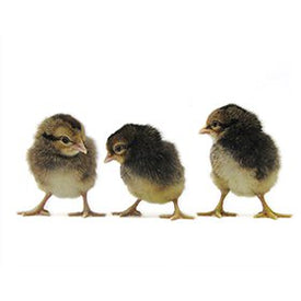 Baby Chick Identification Photos - My Pet Chicken