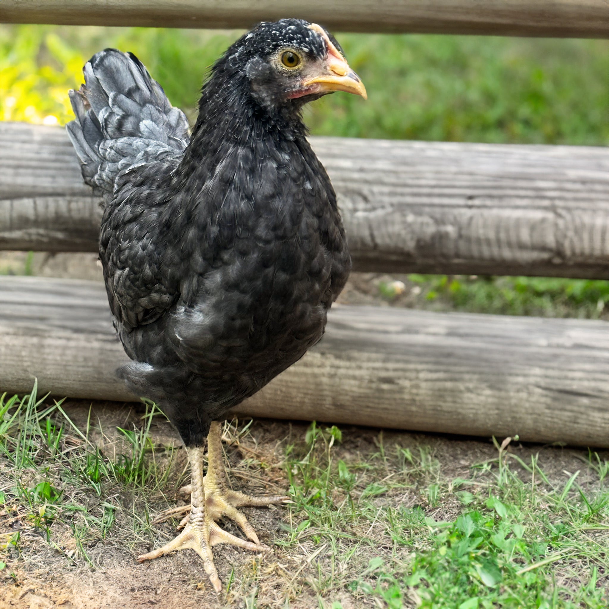 Baby Chicks: Blue Cuckoo Marans - My Pet Chicken