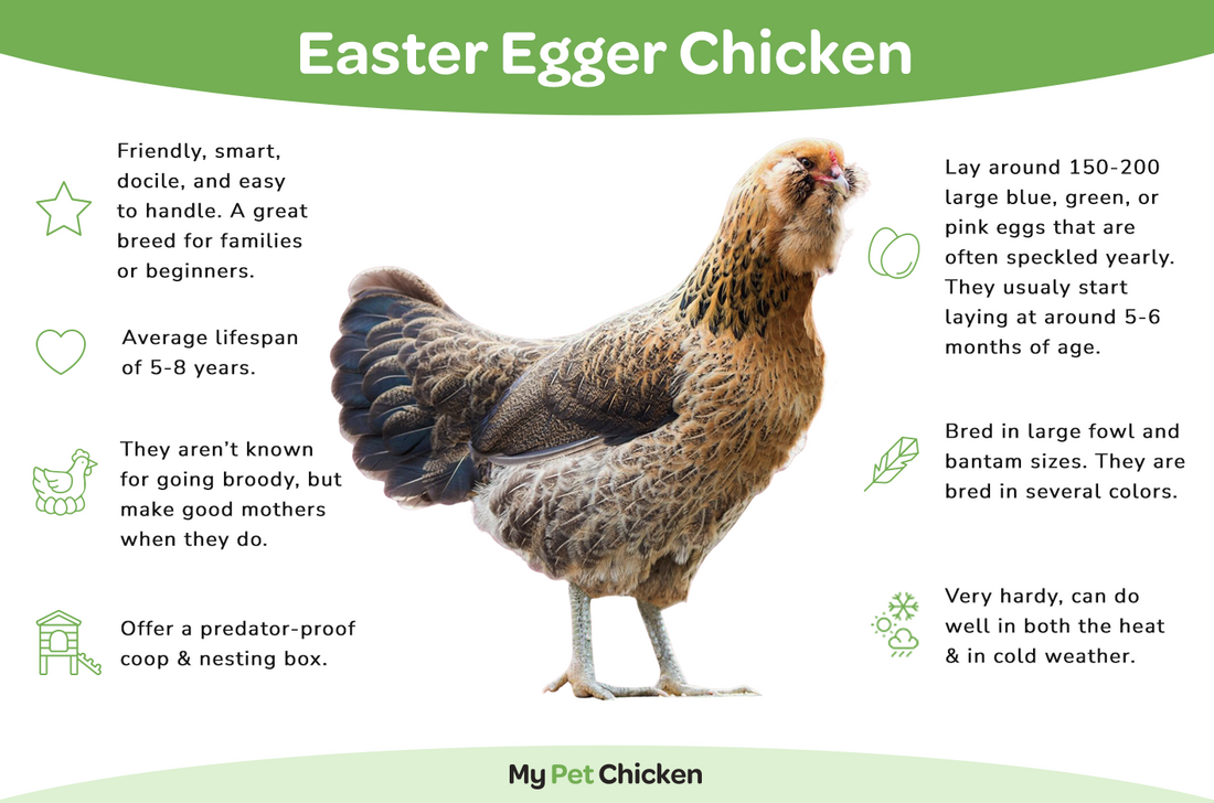 Pullet: Bantam Green Queen Easter Egger, Shipping Week of - My Pet Chicken
