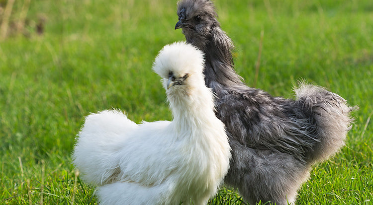 Chicken Information - My Pet Chicken