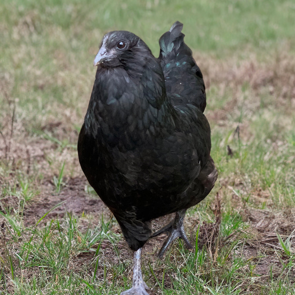 Baby Chicks: Fibro Easter Egger - My Pet Chicken