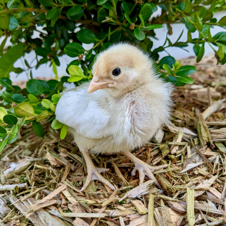 Pullet: Frost White Legbar, Shipping Week of - My Pet Chicken