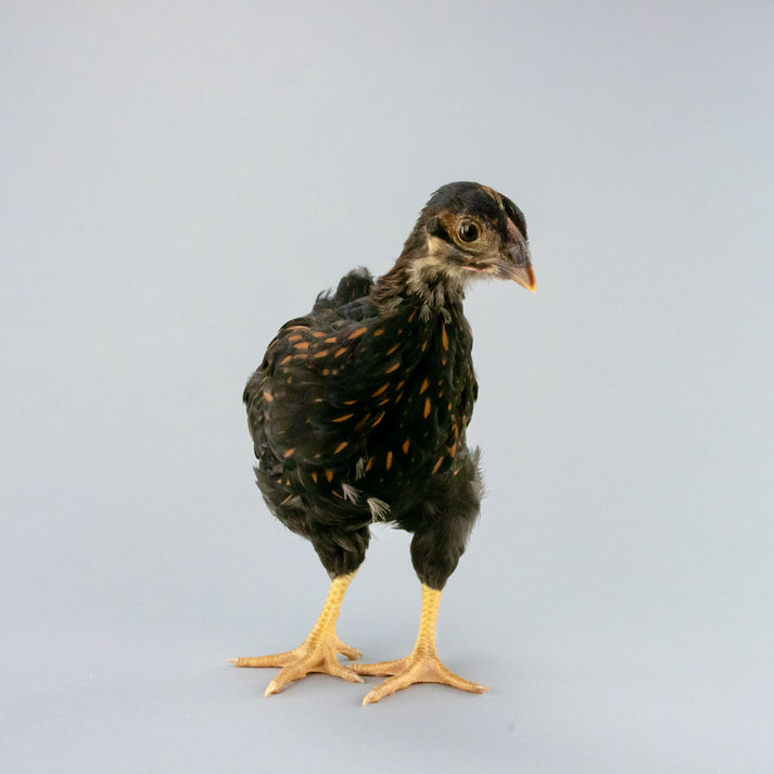 Pullet: Golden Laced Wyandotte, Shipping Week of - My Pet Chicken