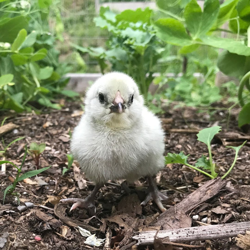 Baby Chicks: Lavender Dream Easter Egger - My Pet Chicken