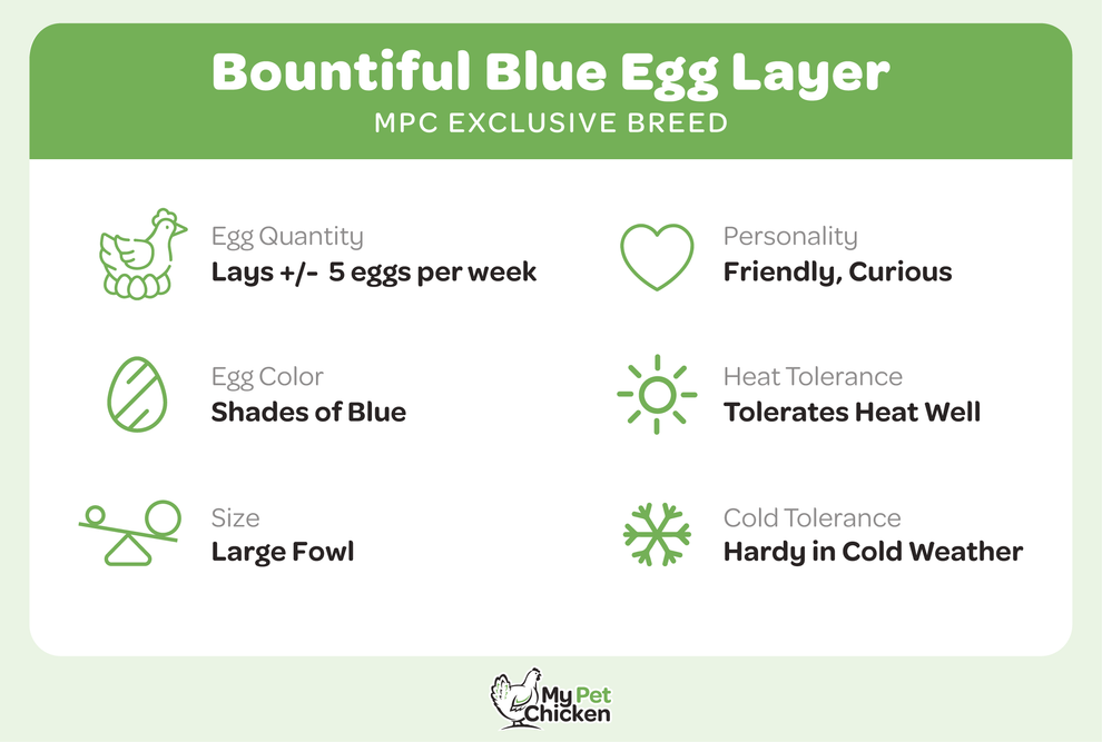 Baby Chicks: Bountiful Blue Egg Layer - Male - My Pet Chicken