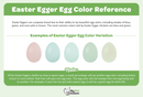 Baby Chicks: Fibro Easter Egger - My Pet Chicken