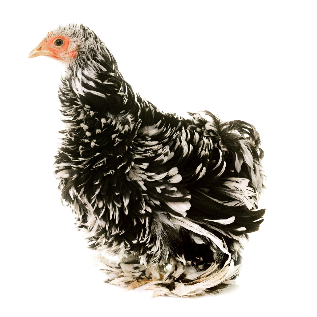 Baby Chicks: Mottled Frizzle Cochin Bantam - My Pet Chicken