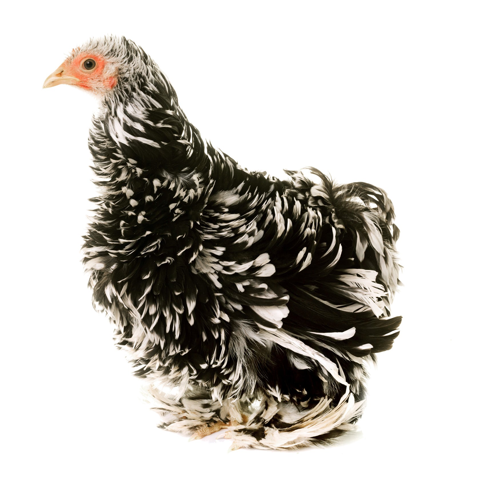 Baby Chicks: Mottled Frizzle Cochin Bantam - My Pet Chicken