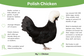 Pullet: Buff Laced Polish, Shipping Week of - My Pet Chicken