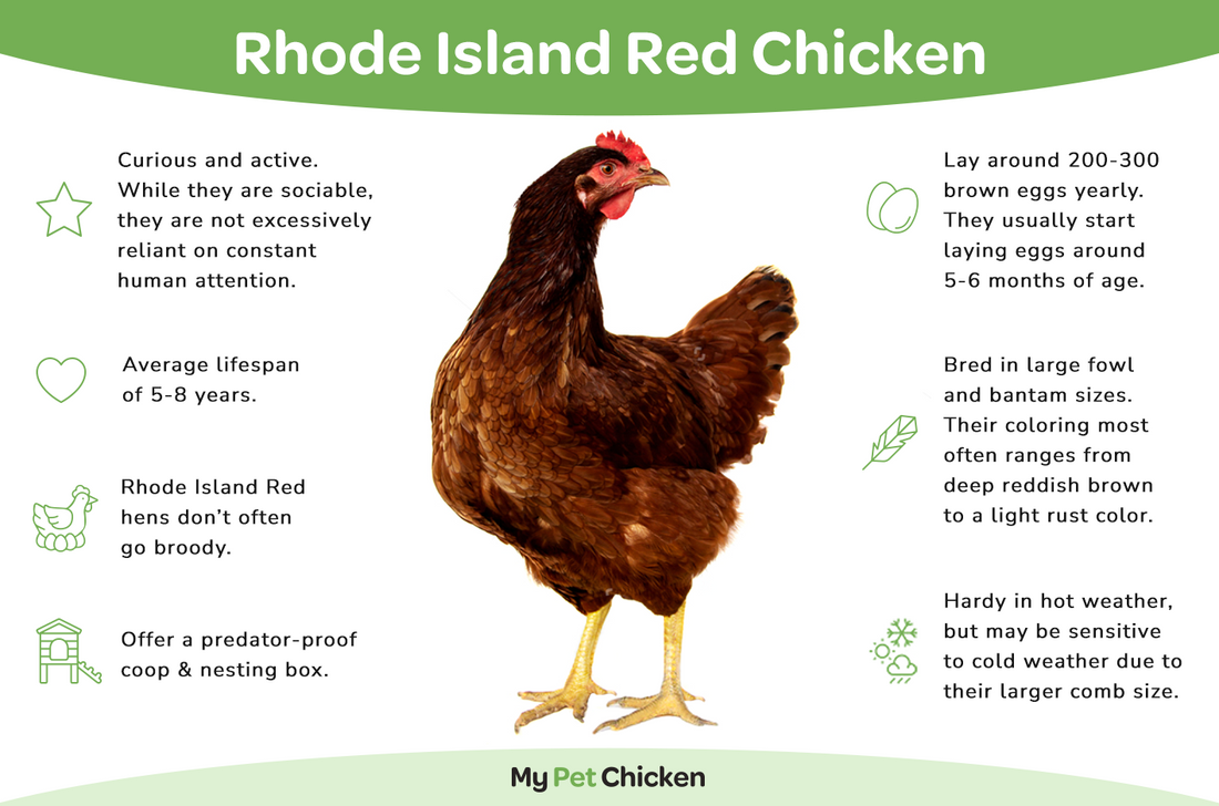 Pullet: Rhode Island Red, Shipping Week of - My Pet Chicken