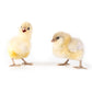 Baby Chicks: Splash Ameraucana Bantam - My Pet Chicken