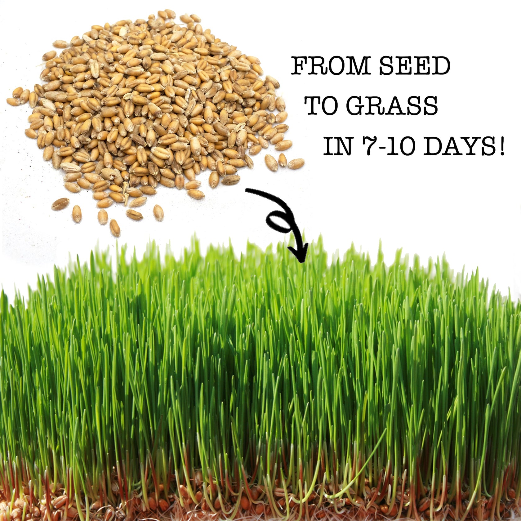 Non-GMO Wheat Seeds for Sprouting Fodder (Wheat Grass) -- Sustainably ...