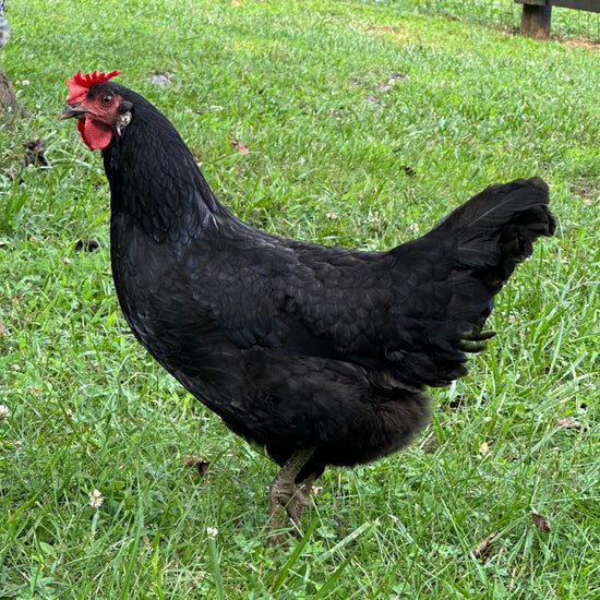 Baby Chicks: Ameribella - My Pet Chicken