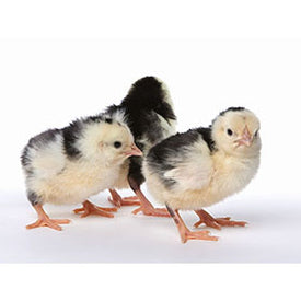 Baby Chick Identification Photos - My Pet Chicken