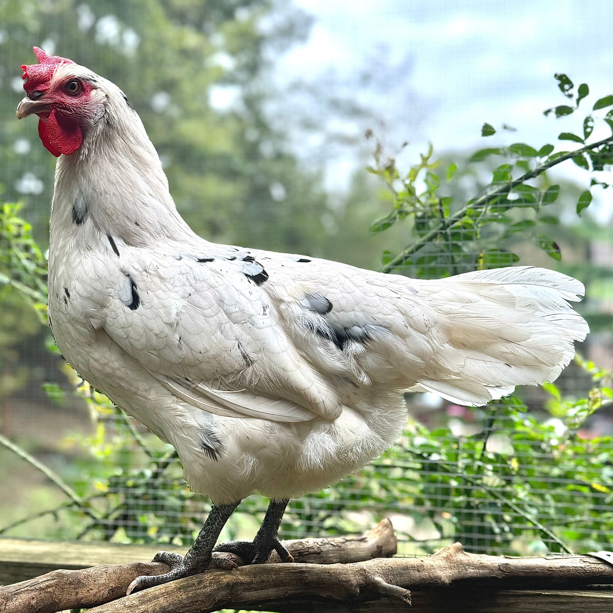 Austra White Chicken