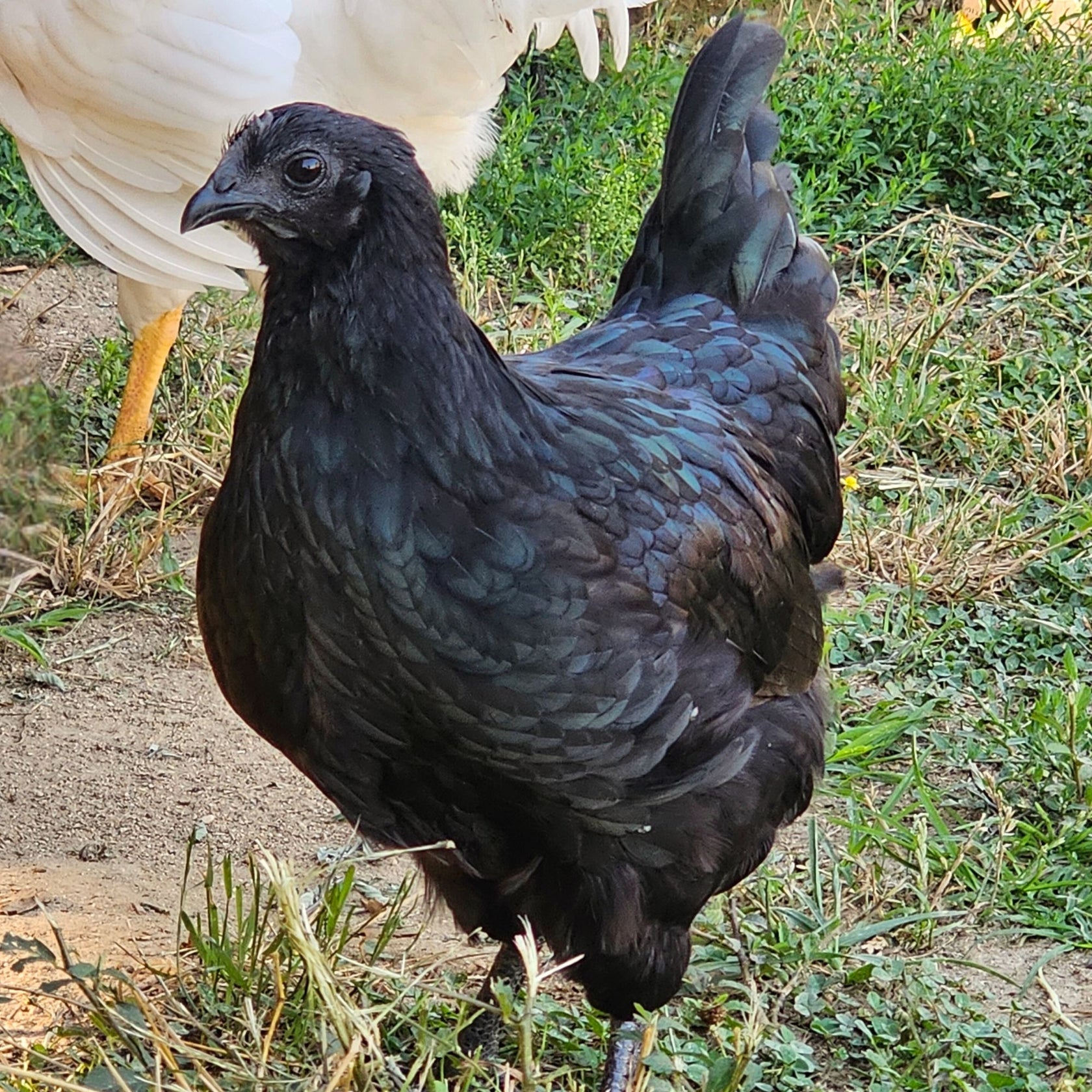 Baby Chicks: Ayam Cemani - My Pet Chicken