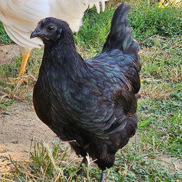 Baby Chicks: Ayam Cemani - My Pet Chicken