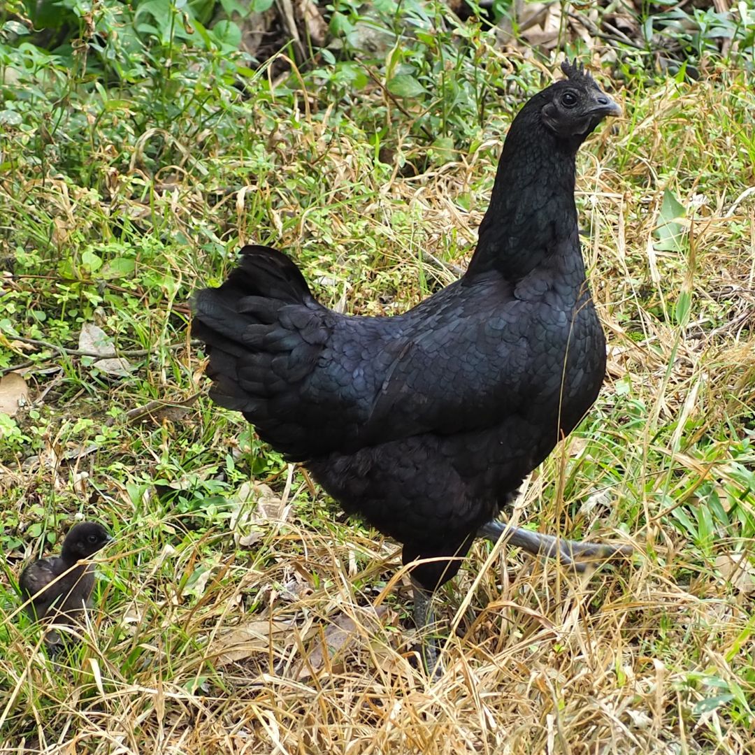 Pullet: Ayam Cemani, Shipping Week of - My Pet Chicken