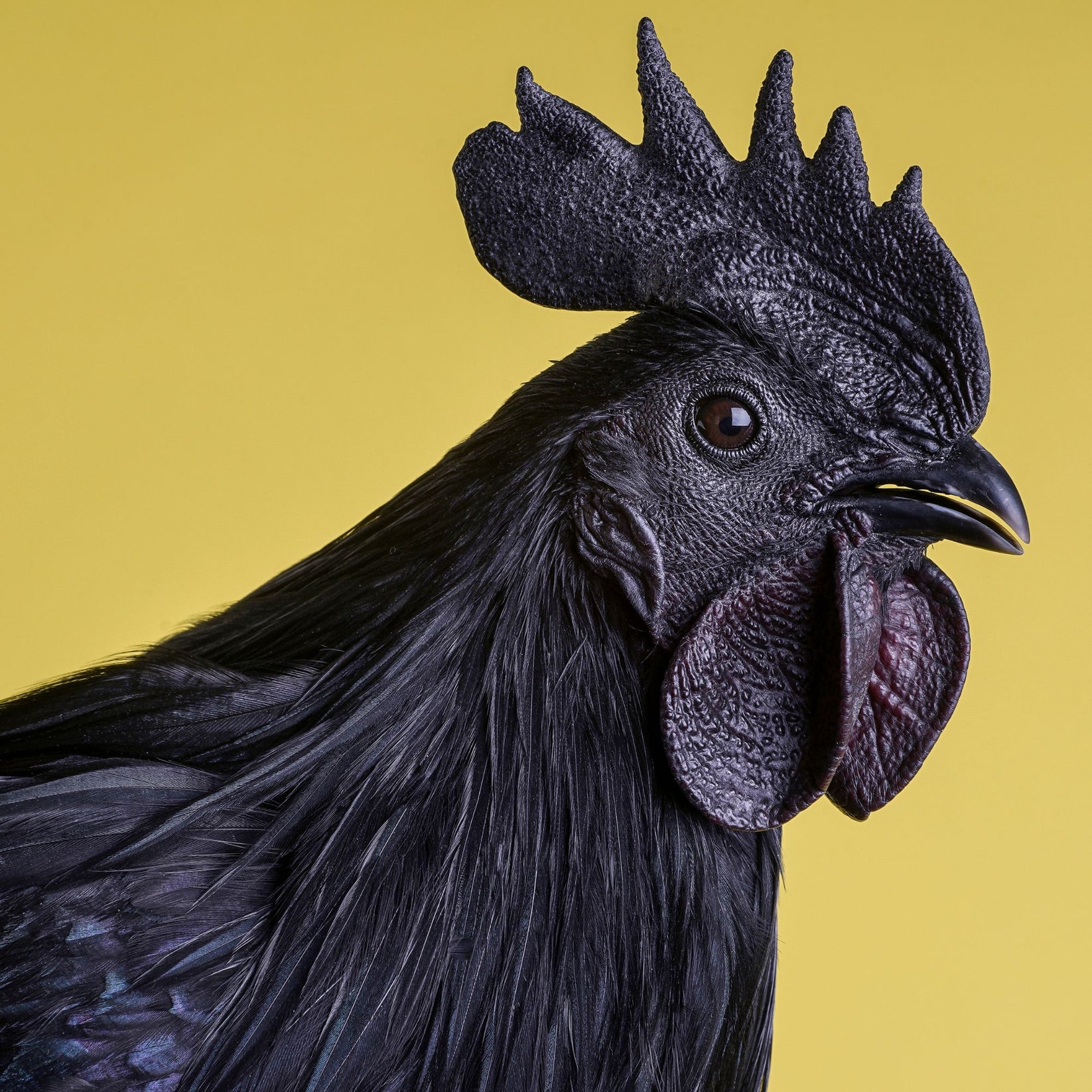 Baby Chicks: Ayam Cemani - My Pet Chicken