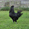 Baby Chicks: Ayam Cemani - My Pet Chicken