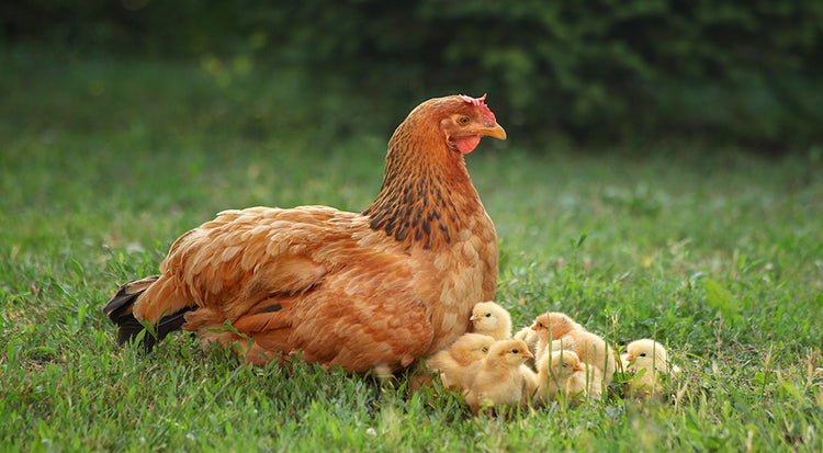 Chicken Information - My Pet Chicken