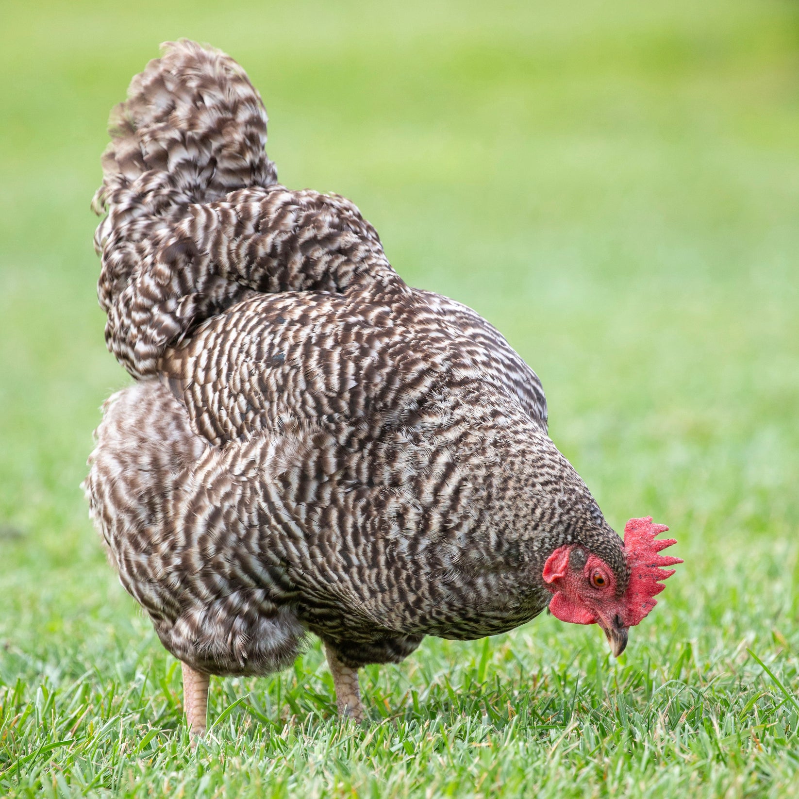 Hatching Eggs: Barred Plymouth Rock, Hen Haven Location - My Pet Chicken