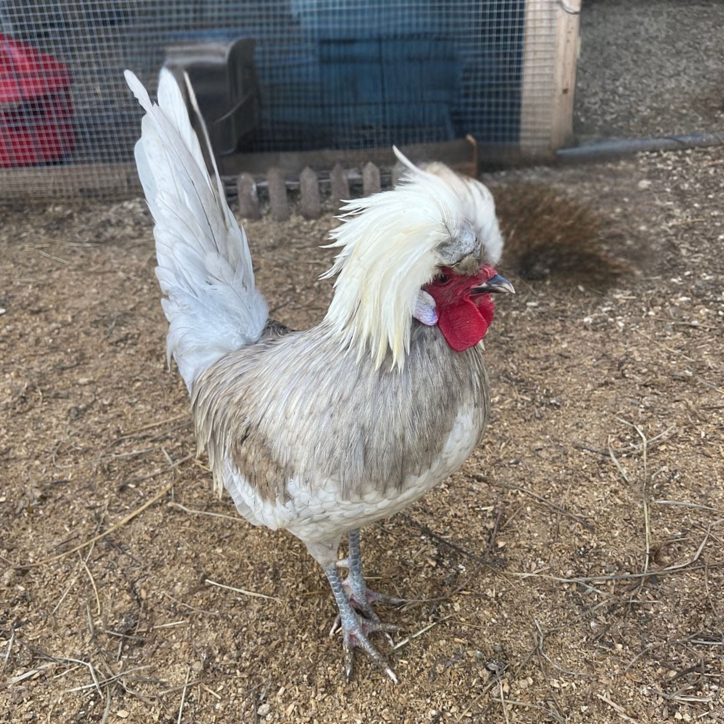 Hatching Eggs: Blue/Black/Splash White Crested Polish Bantam, Flock ...