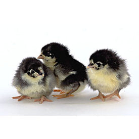 Baby Chick Identification Photos - My Pet Chicken