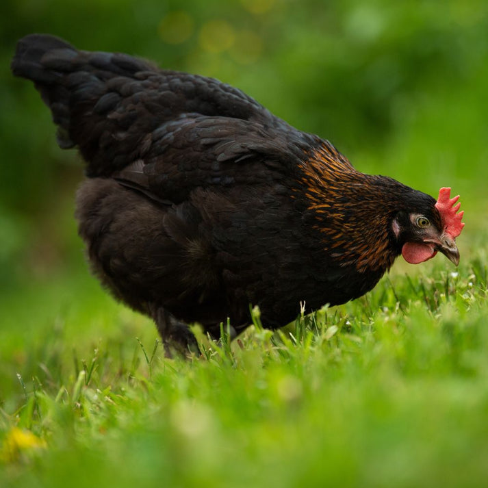 Pullet: Ultra Rare Surprise Me!, Shipping Week of - Default Title - My ...