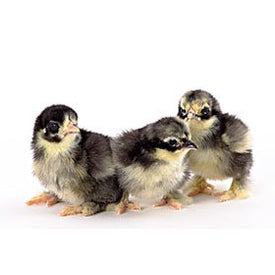 Baby Chick Identification Photos - My Pet Chicken