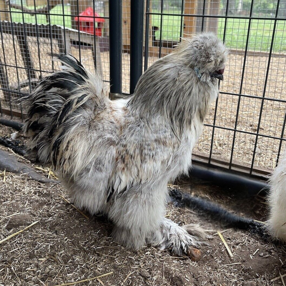 Hatching Eggs: Black/Paint Silkie, Akers Farm Location - My Pet Chicken
