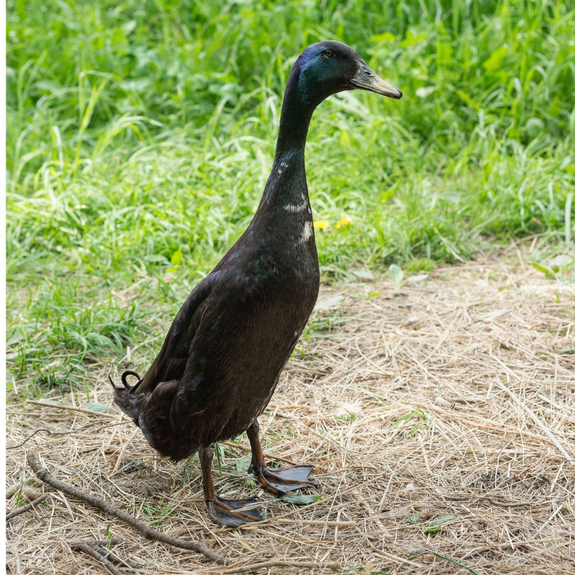 Hatching Eggs: Black Runner Duck - My Pet Chicken