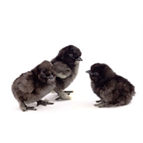 Baby Chick Identification Photos - My Pet Chicken