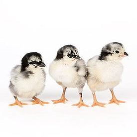 Baby Chick Identification Photos - My Pet Chicken