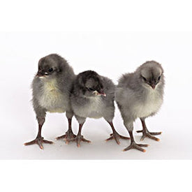 Baby Chick Identification Photos - My Pet Chicken