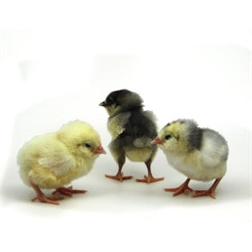 Baby Chick Identification Photos - My Pet Chicken