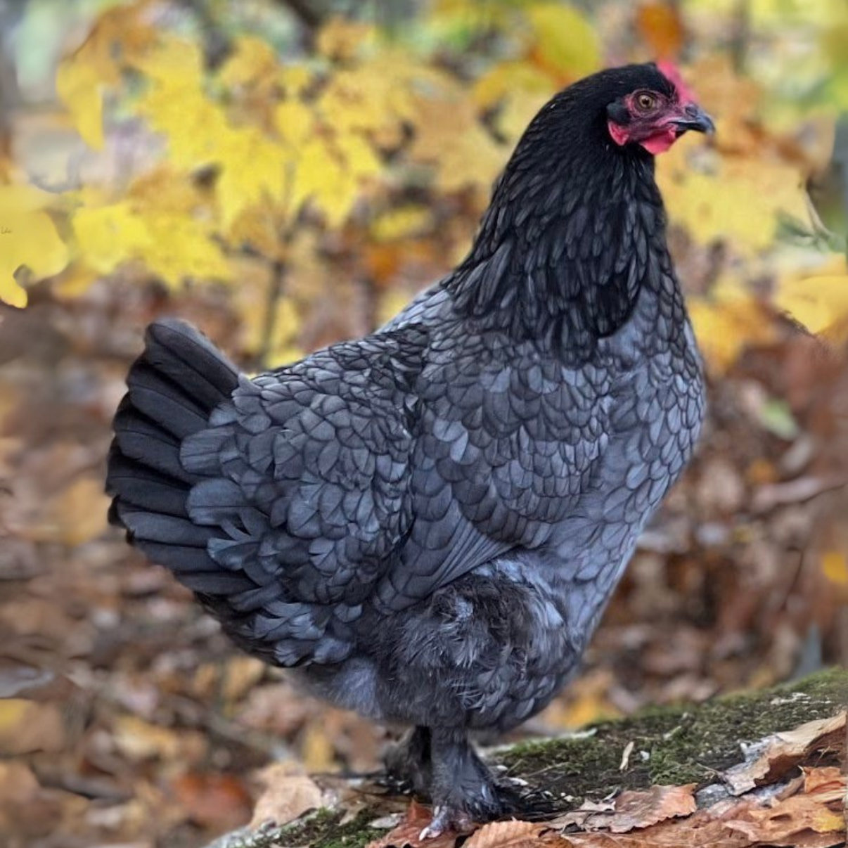 Baby Chicks: Blue Copper Marans - My Pet Chicken
