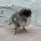 Baby Chicks: Blue Cuckoo Marans - My Pet Chicken
