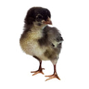 Baby Chicks: Blue Cuckoo Marans - My Pet Chicken